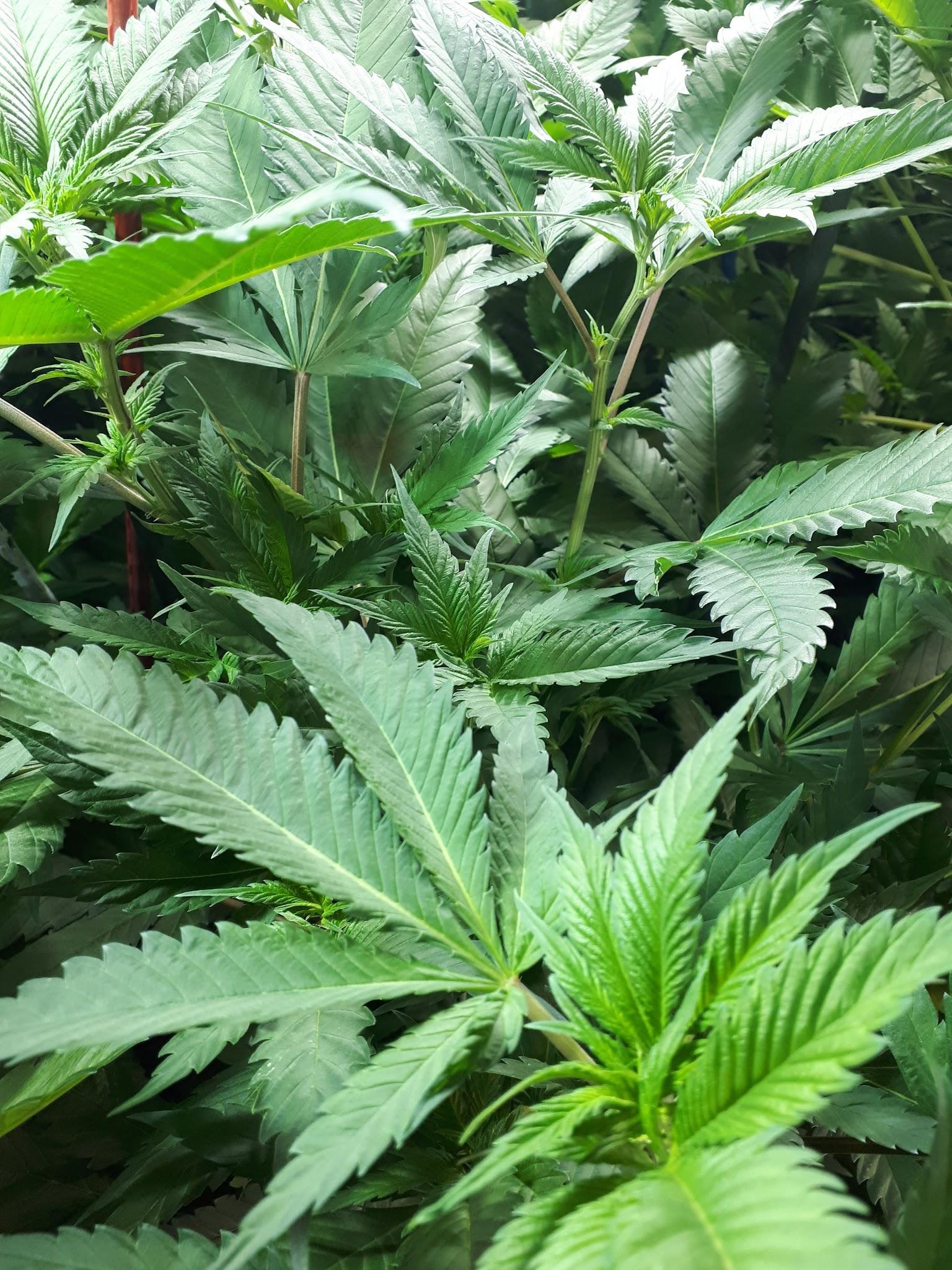 Gummy Shark - Killin' Time Cannabis