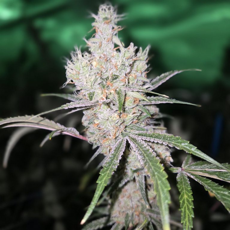Killin' Time Cannabis