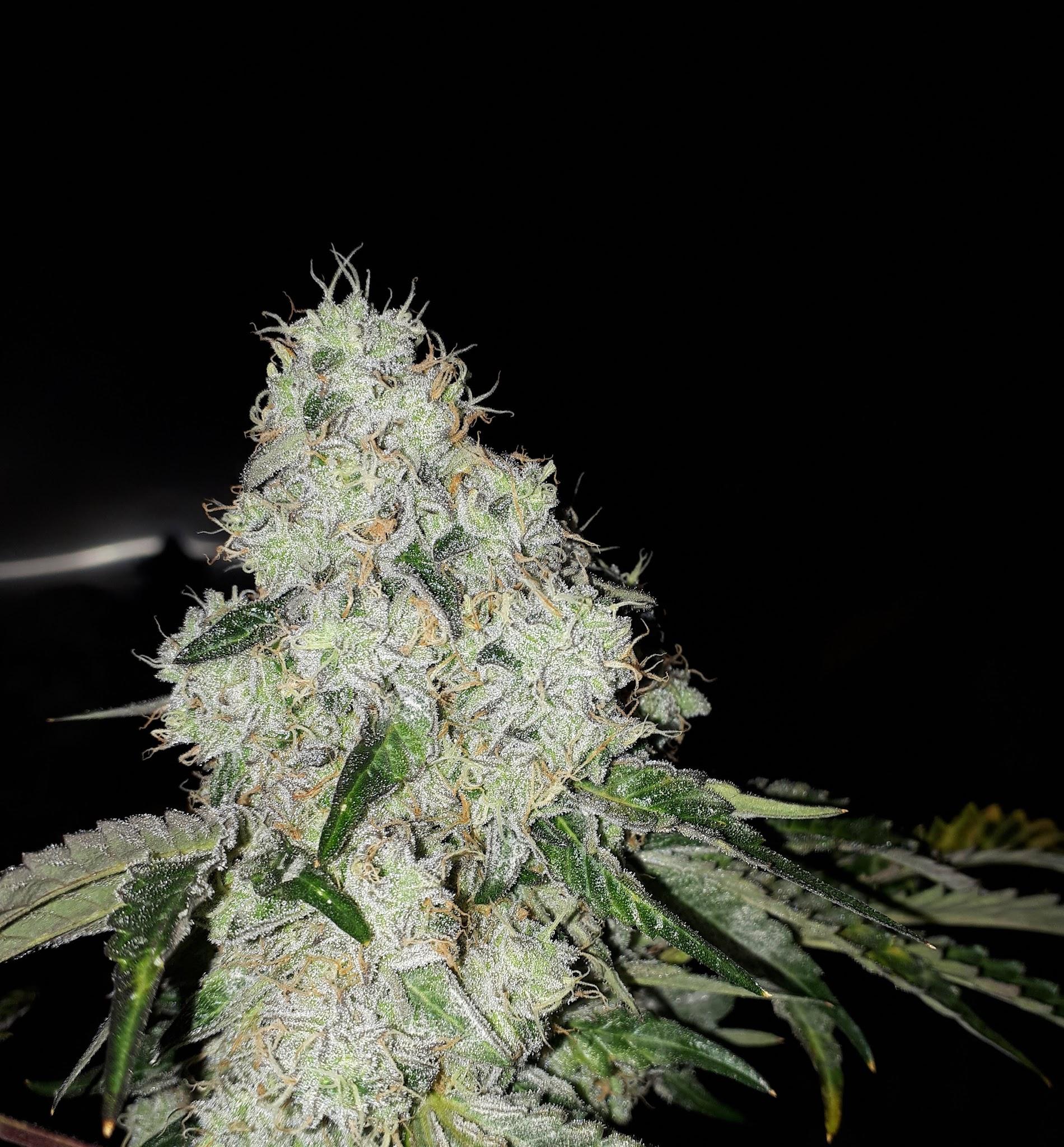 Galactic Cake - Killin' Time Cannabis