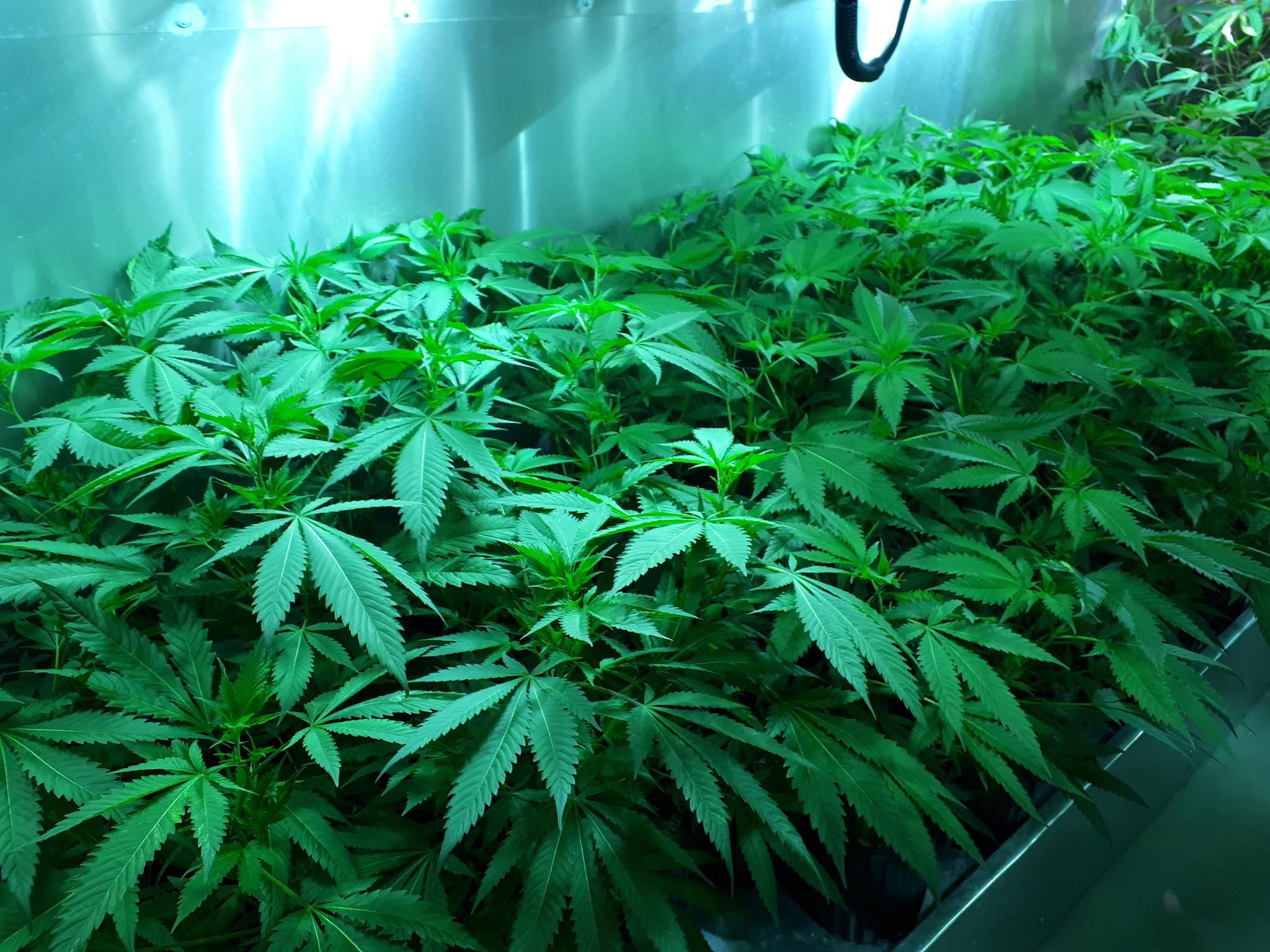 Why Freshness Matters: The Difference Between Small-Batch and Mass ...