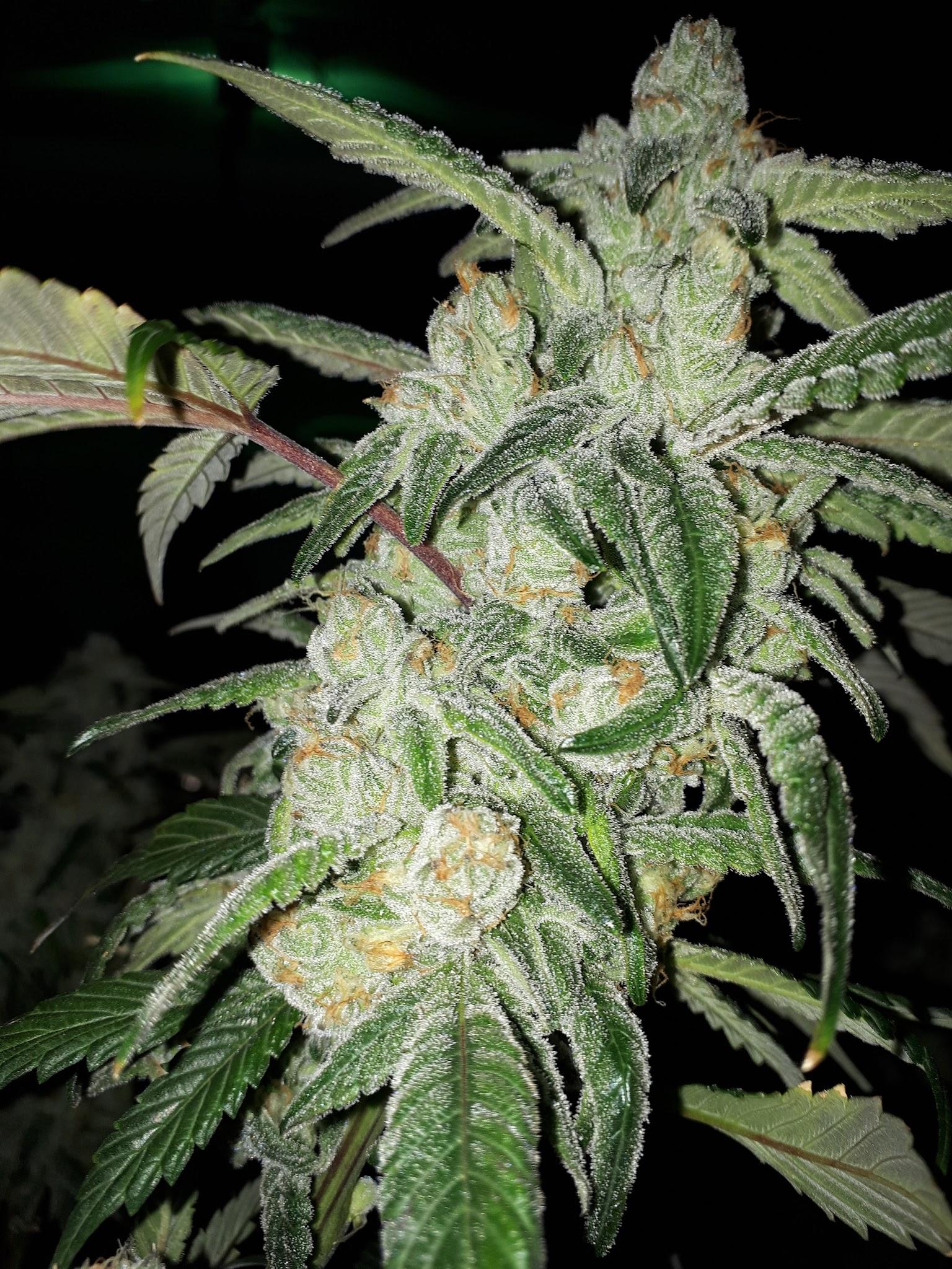 How Micro-Growers Like Us Are Changing the Canadian Cannabis Market ...